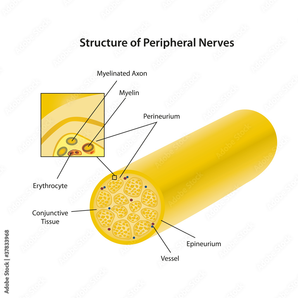 structure of peripheral nerves vector illustration 素材庫向量圖 | Adobe Stock
