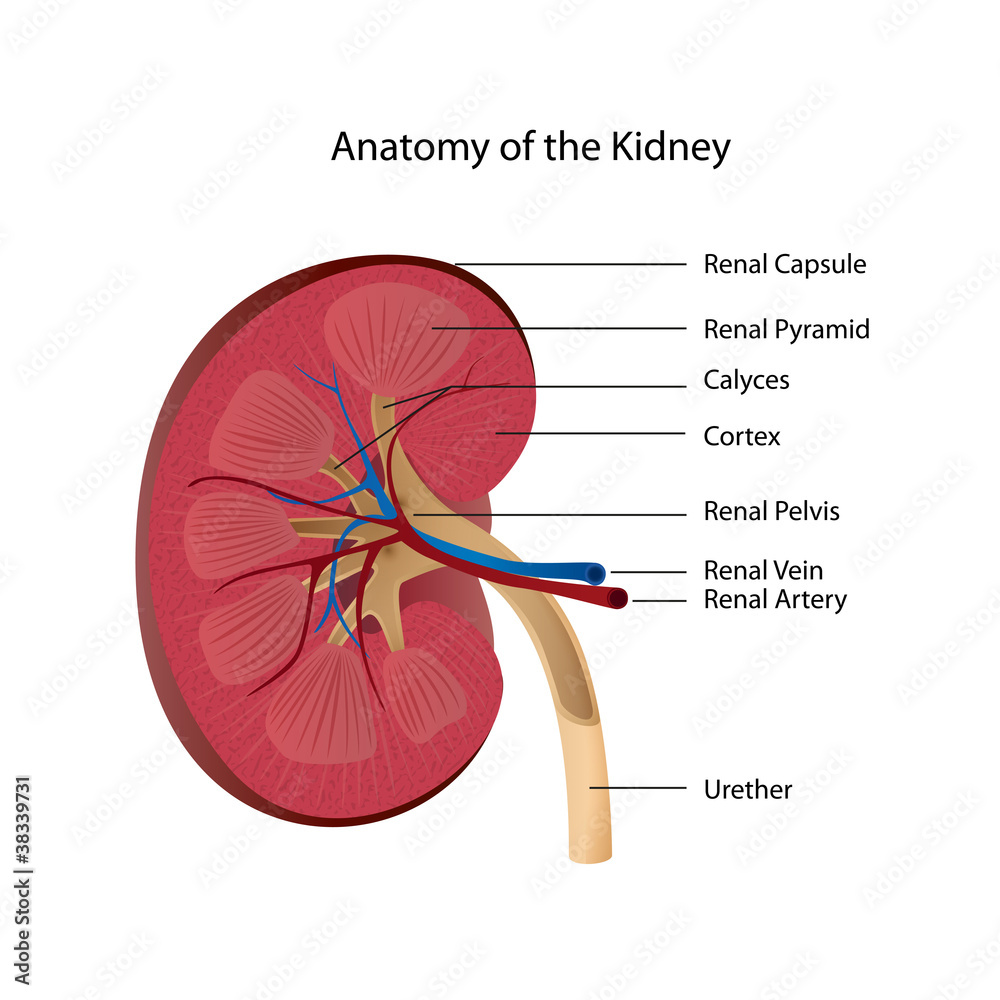 kidney anatomy medical vector illustration Stock Vector | Adobe Stock