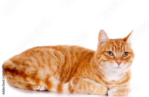 Photo Stock chat roux couché sur fond blanc | Adobe Stock