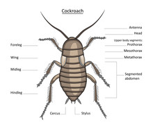 Grey Cockroach Free Stock Photo - Public Domain Pictures