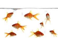 Fish In Bubble Free Stock Photo - Public Domain Pictures