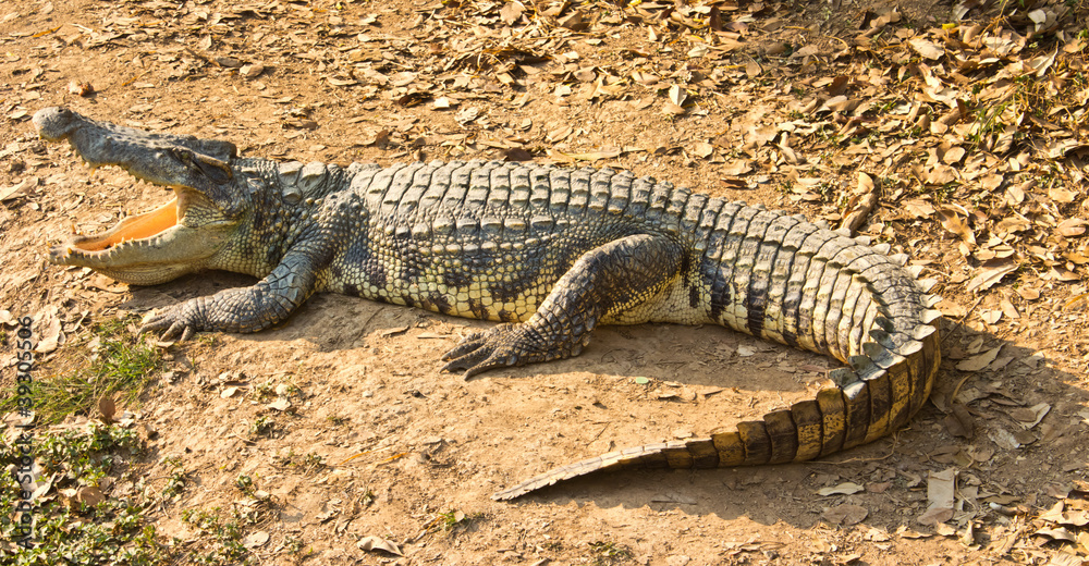 Crocodile from the side view Stock Photo | Adobe Stock