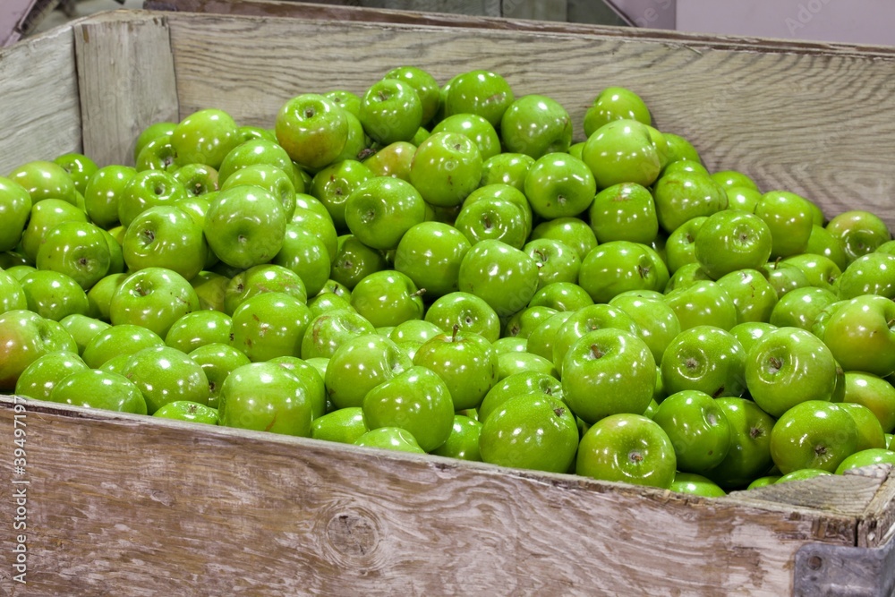 Granny Smith Apples in a cull bin in a fruit packing warehouse Stock ...