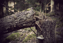 Rotting Fallen Tree Free Stock Photo - Public Domain Pictures