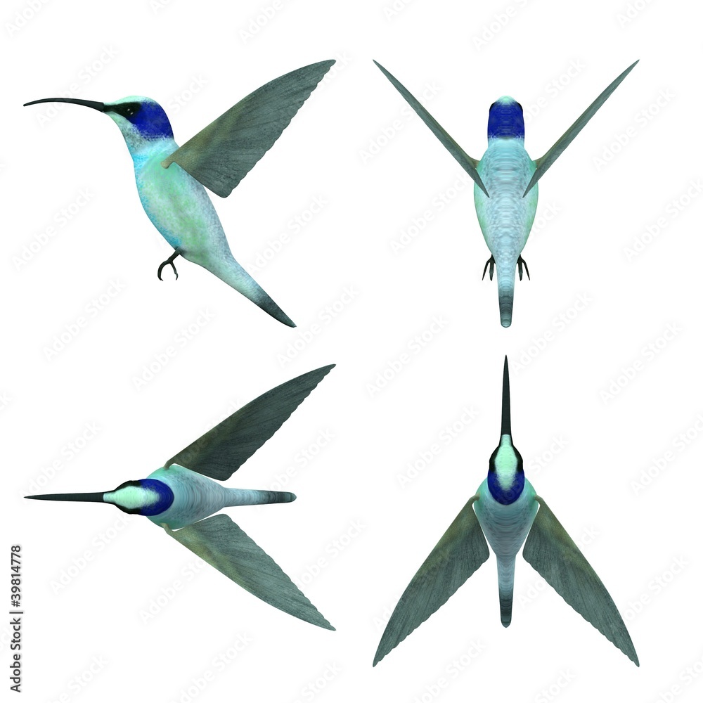 3d render of colibri bird Stock Illustration | Adobe Stock