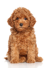 Poodle Puppy Free Stock Photo - Public Domain Pictures