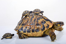 Tortoise Family Free Stock Photo - Public Domain Pictures