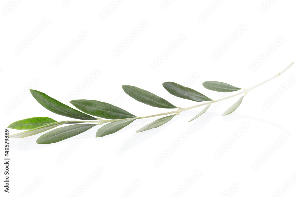 Olive twig on white, clipping path included Stock Photo | Adobe Stock