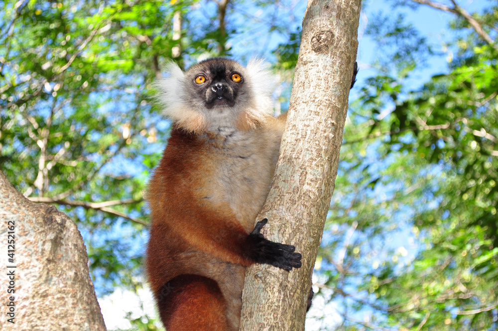 Madagascar. Lemure di Nosy Komba Stock Photo | Adobe Stock