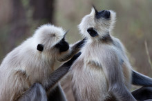 Monkey Grooming Free Stock Photo - Public Domain Pictures