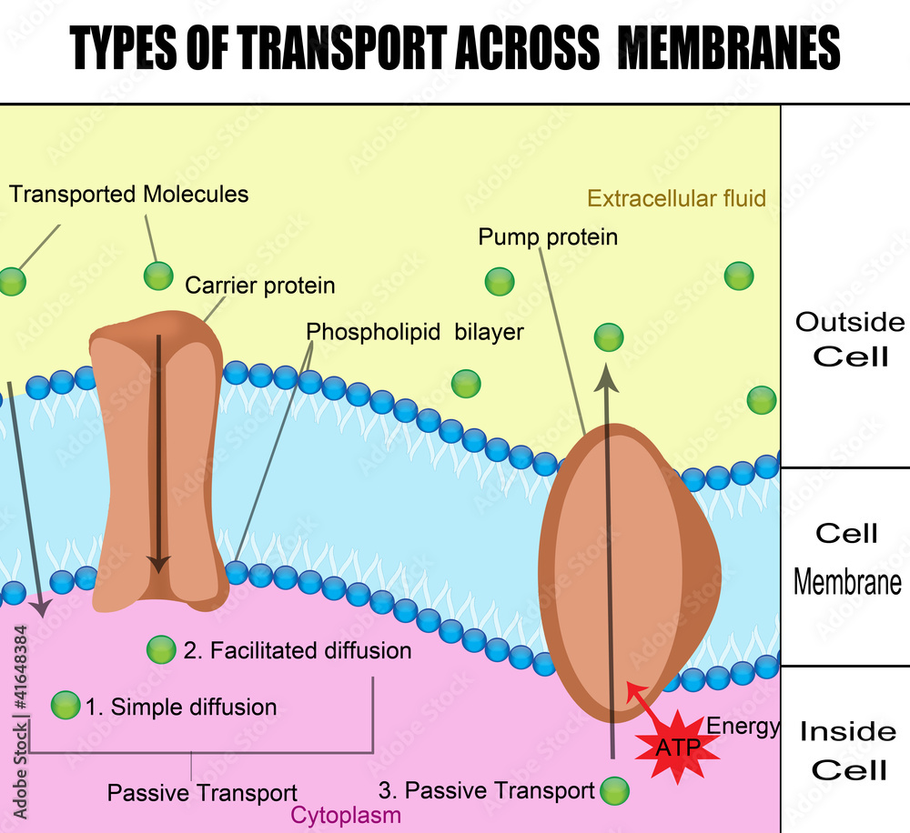 Types of transport across membranes Stock Vector | Adobe Stock