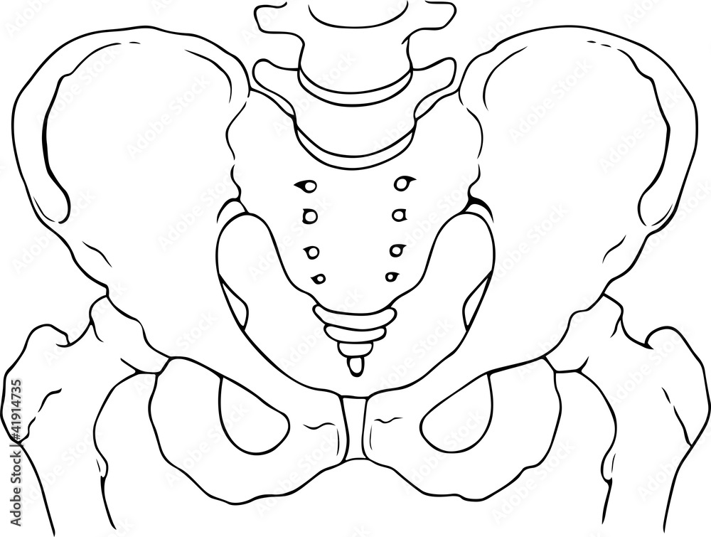 Human pelvis bones Stock Illustration | Adobe Stock