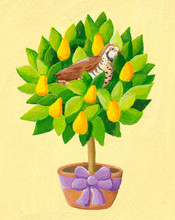 Partridge In A Pear Tree Free Stock Photo - Public Domain Pictures