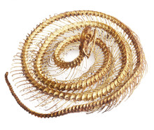 Snake Bones Free Stock Photo - Public Domain Pictures