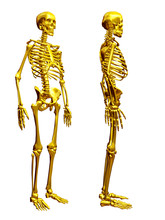 Skeleton And Gold Free Stock Photo - Public Domain Pictures