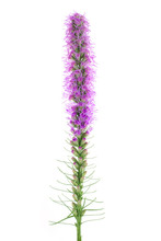 Flower, Liatris Pycnostachya, Flora Free Stock Photo - Public Domain ...