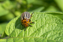Tater Bug Free Stock Photo - Public Domain Pictures