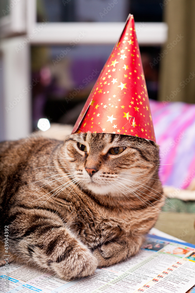 party hat cat