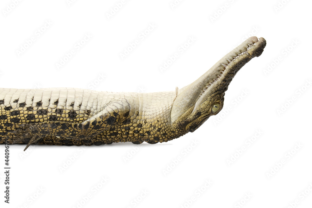 Australian saltwater crocodile - Crocodylus porosus, on white. Stock ...