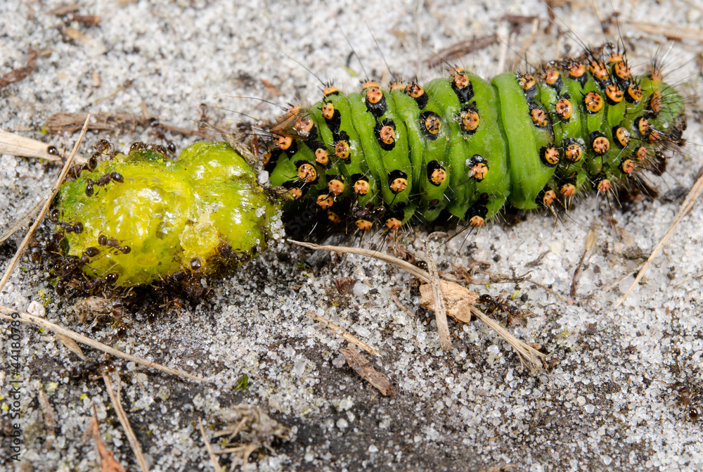 emperor moth caterpillar eaten alive by ants Stock Photo | Adobe Stock