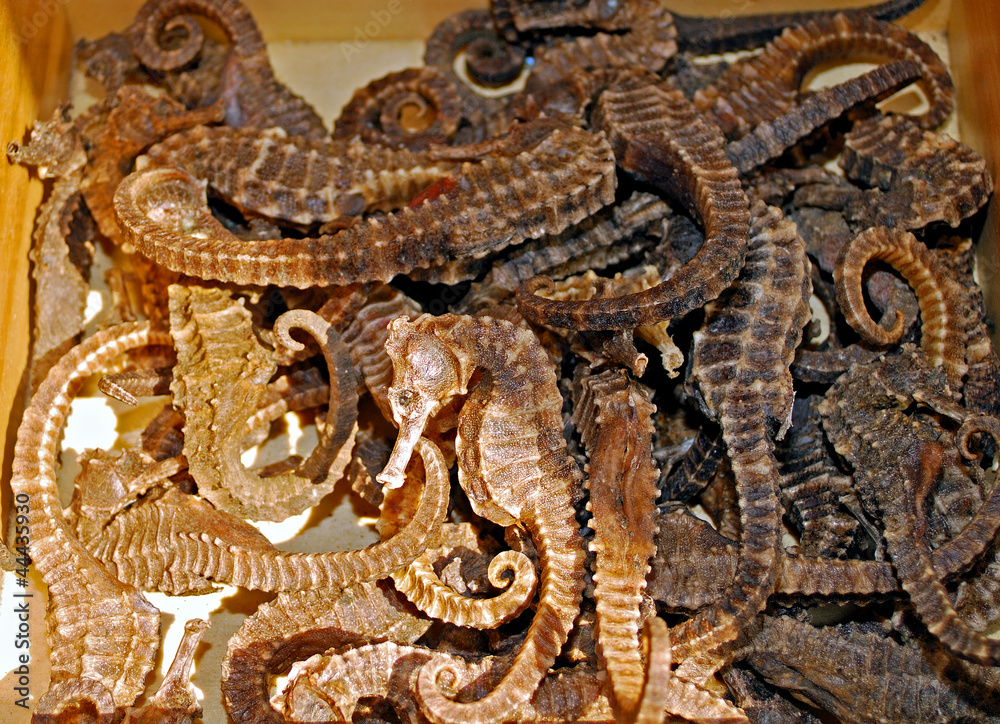 Dried seahorse, Tai O, Hongkong Stock Photo | Adobe Stock