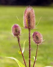 Teasel Free Stock Photo - Public Domain Pictures