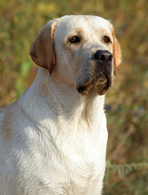 Yellow Lab Portrait Free Stock Photo - Public Domain Pictures