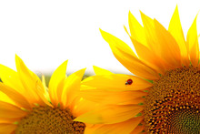 Sunflower And Ladybugs Free Stock Photo - Public Domain Pictures
