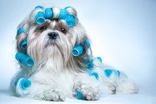 Shih Tzu Dog Animal Free Stock Photo - Public Domain Pictures