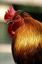 Handsome Rooster Portrait Free Stock Photo - Public Domain Pictures