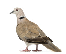Collared Dove Free Stock Photo - Public Domain Pictures
