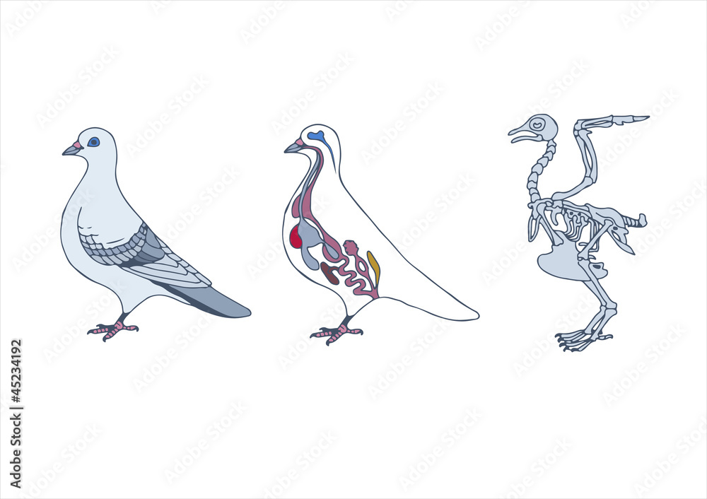 zoology, anatomy of bird, cross-section and skeleton Stock Vector ...
