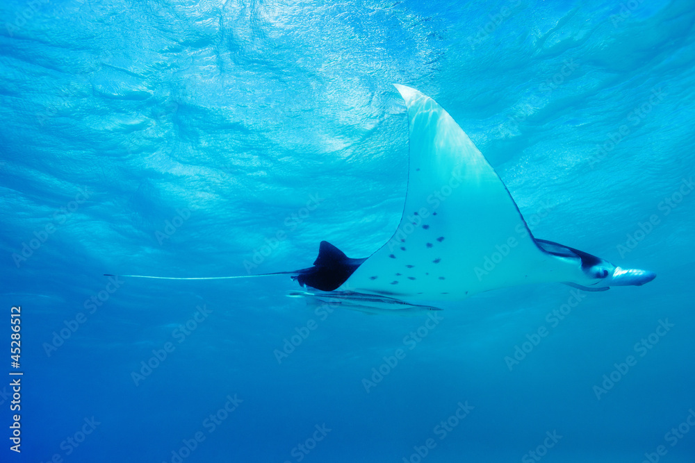 Manta ray Stock Photo | Adobe Stock