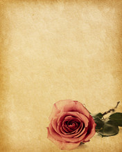 Rose Paper Free Stock Photo - Public Domain Pictures