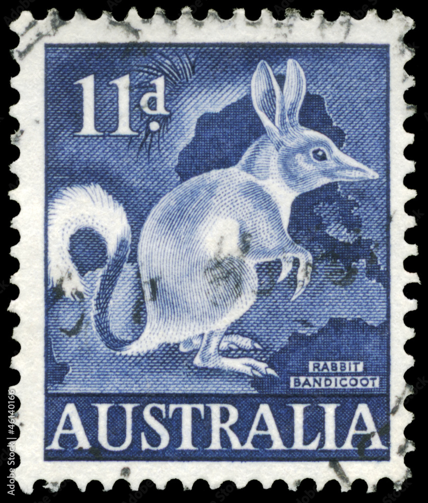 AUSTRALIA - CIRCA 1960 Rabbit Bandicoot Stock Photo | Adobe Stock