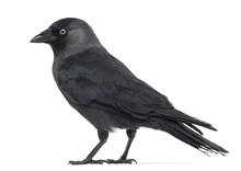 Jackdaw Free Stock Photo - Public Domain Pictures