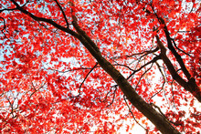Red Branches And Leaves Pattern Free Stock Photo - Public Domain Pictures