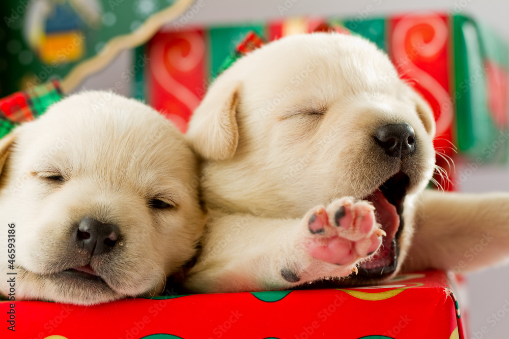 Merry Christmas Lab Puppies