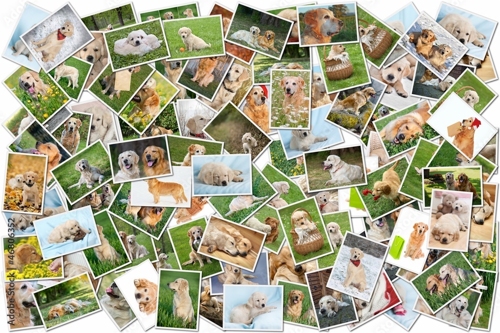 Dog collage - 101 pieces Stock Photo | Adobe Stock
