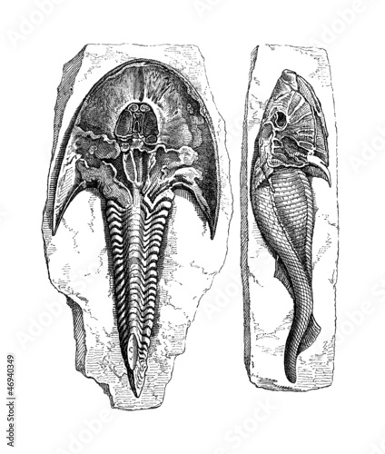 Cephalaspis art - P1 of paleozoic gallery | Fandom
