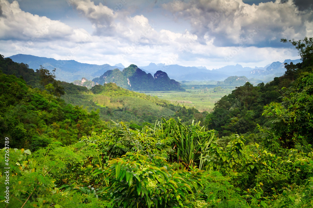 Fototapeta Tropikalny las deszczowy Khao Sok park narodowy w Tajlandia Fototapeta Tropikalny las deszczowy Khao Sok park narodowy w Tajlandia