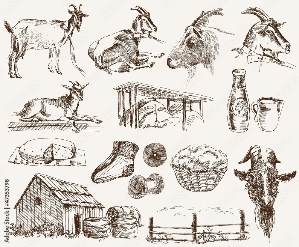 breeding goats Stock Vector | Adobe Stock