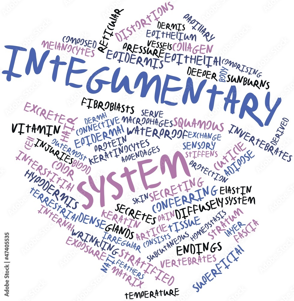 Word cloud for Integumentary system Stock Illustration | Adobe Stock