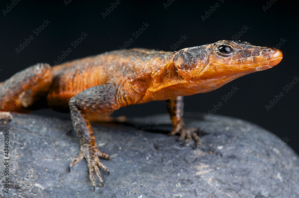 Red Flat Lizard / Platysaurus jansoni Stock Photo | Adobe Stock