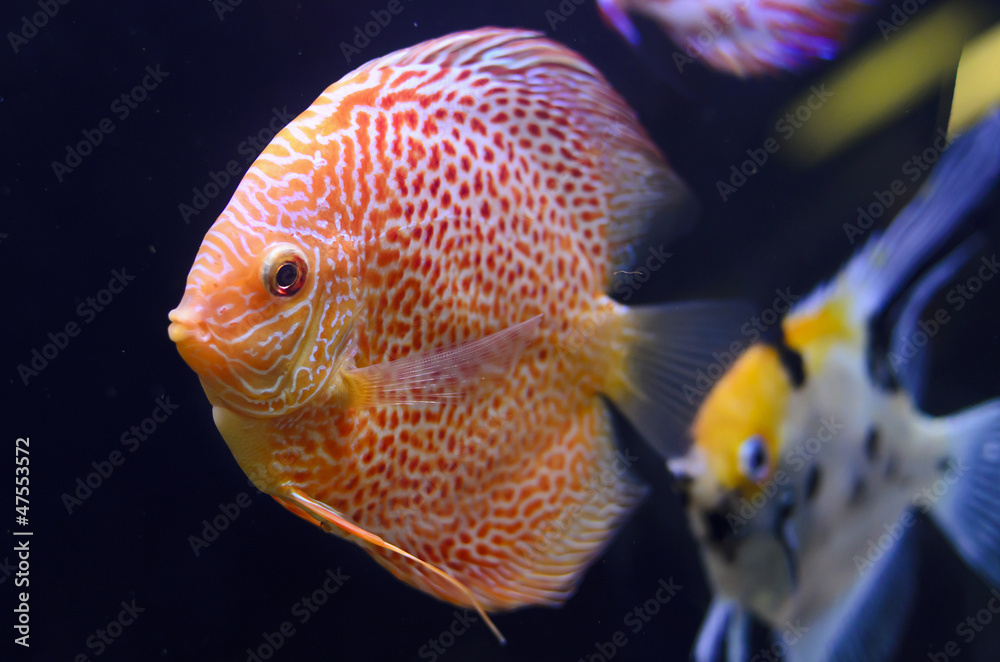Discus fish, red Symphysodon Discus in aquarium. Stock Photo | Adobe Stock