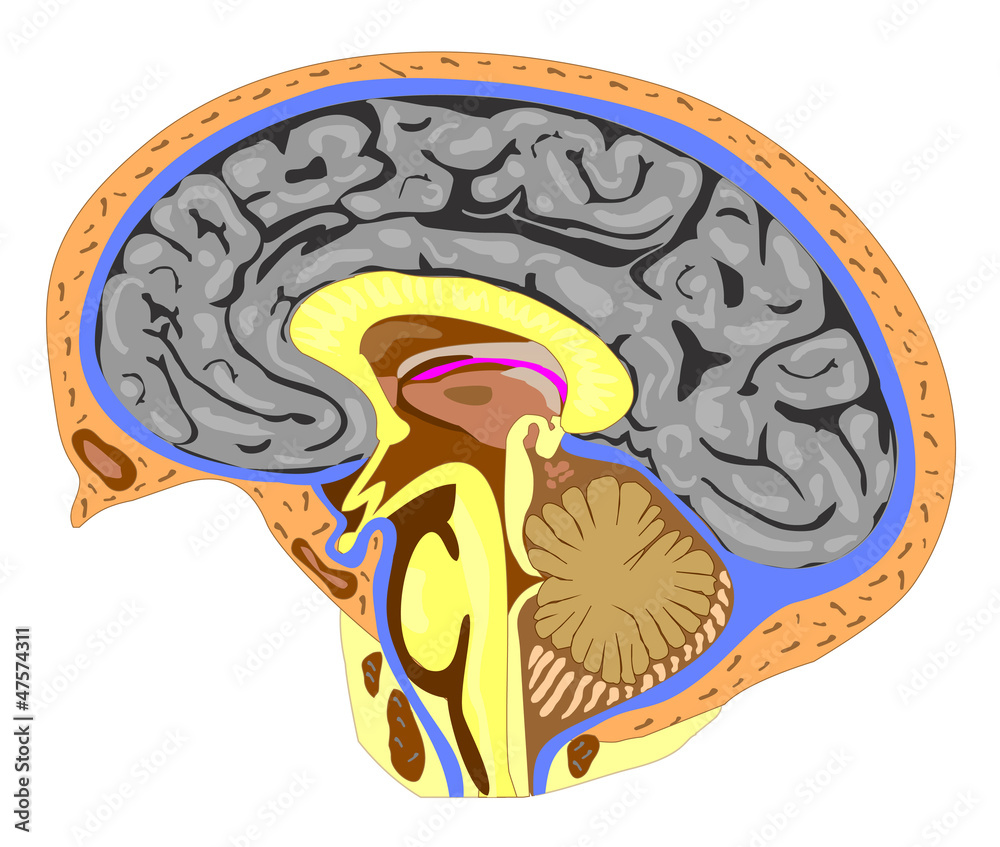 Anatomy of the brain (side view) Stock Vector | Adobe Stock