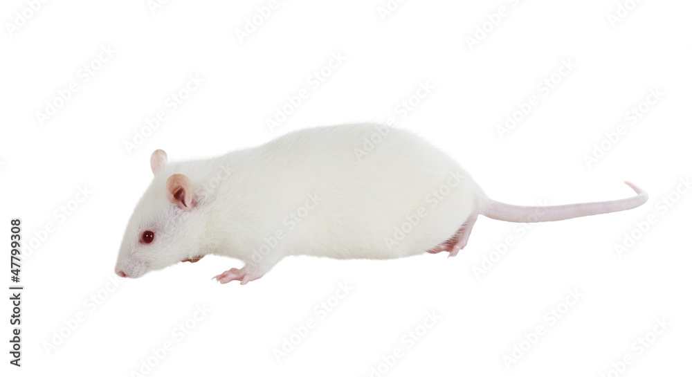 Laboratory white rat Strain Sprague Dawley Stock Photo | Adobe Stock