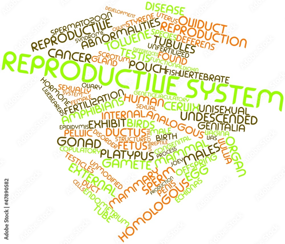 Word cloud for Reproductive system Stock Illustration | Adobe Stock