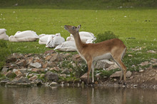 Lechwe Antelope Drinking Water Free Stock Photo - Public Domain Pictures