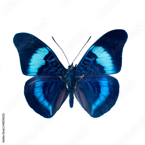 Photo Stock Papillon sur fond blanc en haute définition | Adobe Stock